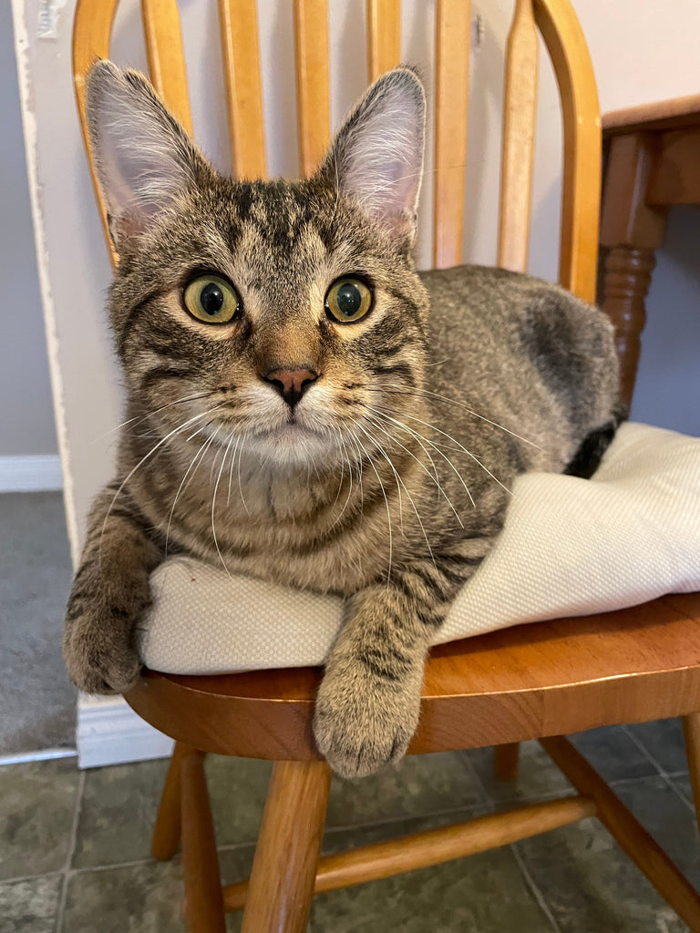 Bench Talk | Christies Bakery